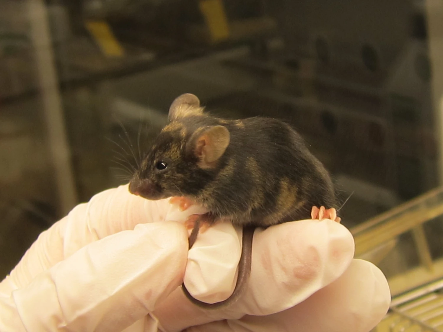 Our offer – A collection of genetically modified mouse model services ...