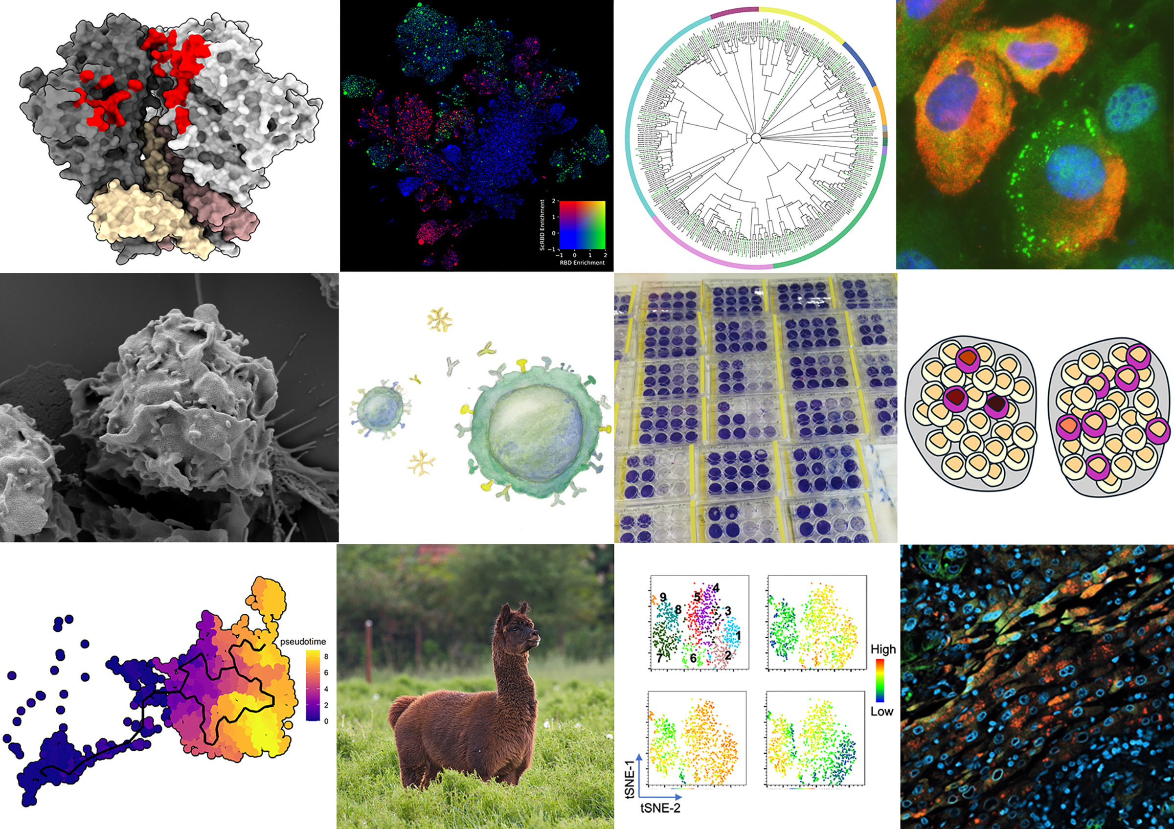 Division of Virology and Immunology | Karolinska Institutet