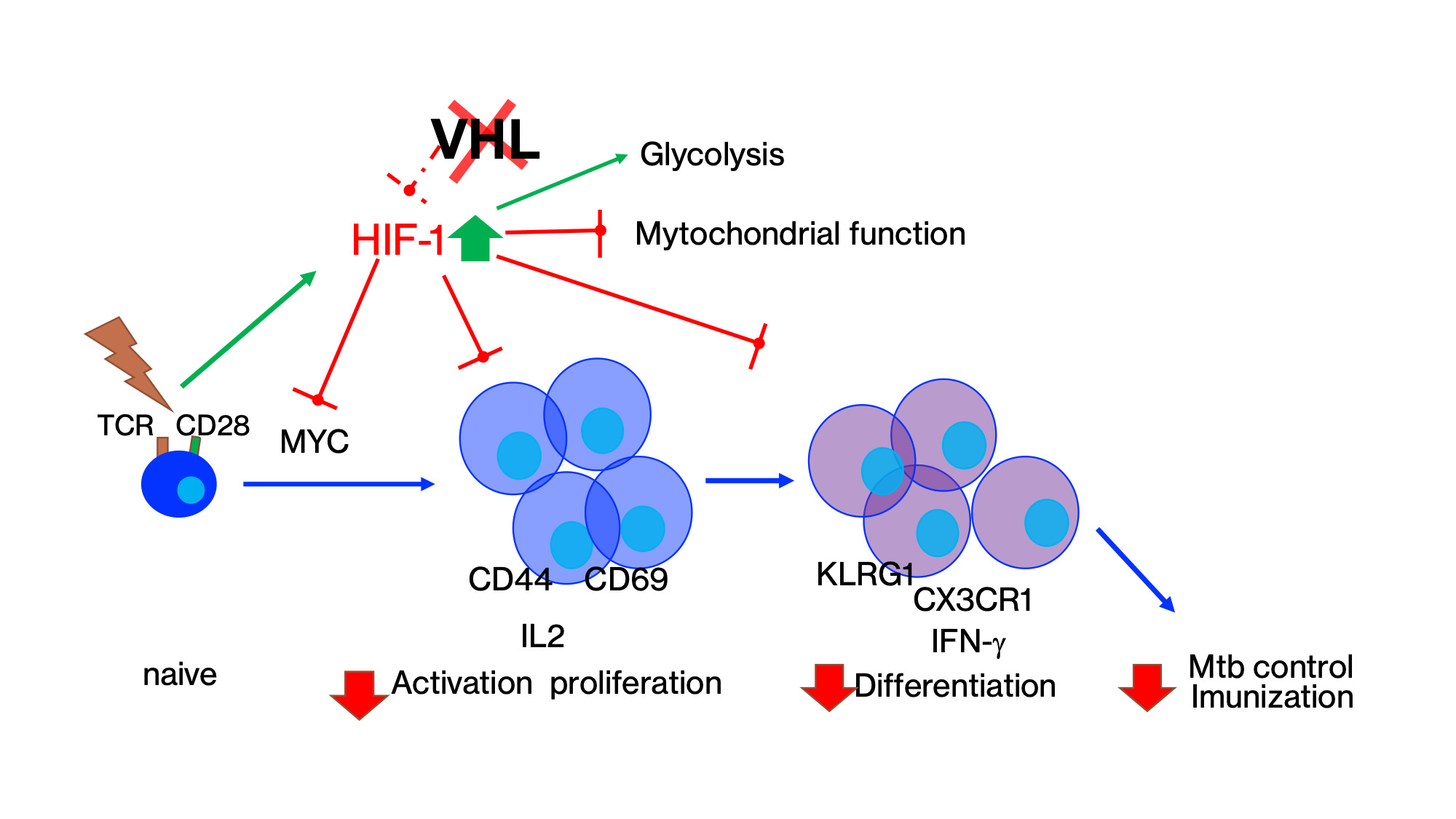 Intracellular Mycobacterium Tuberculosis – Martin Rottenberg group ...