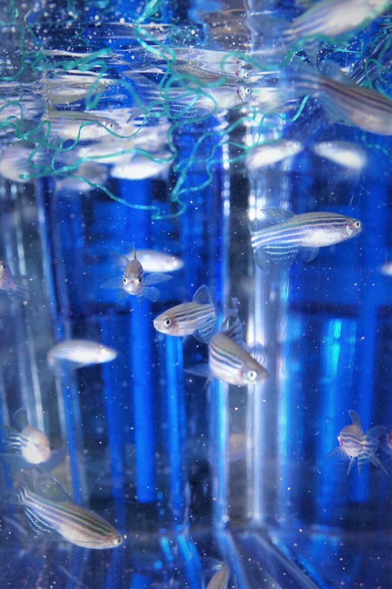 KI Animal welfare body at KI campus Solna | Karolinska Institutet