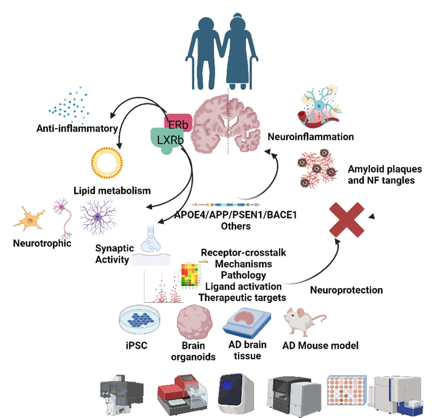 Team Stem Cell and Organoid models in health and disease: Nuclear ...