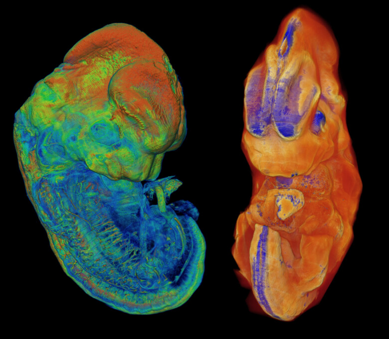 Imaging and X-ray core facilities | Karolinska Institutet