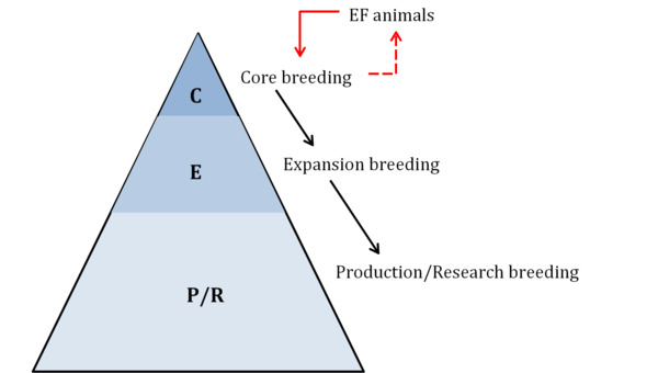 Core breeding at the Wallenberg laboratory | Karolinska Institutet