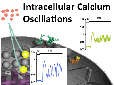 Intracellular Calcium Oscillations | Karolinska Institutet